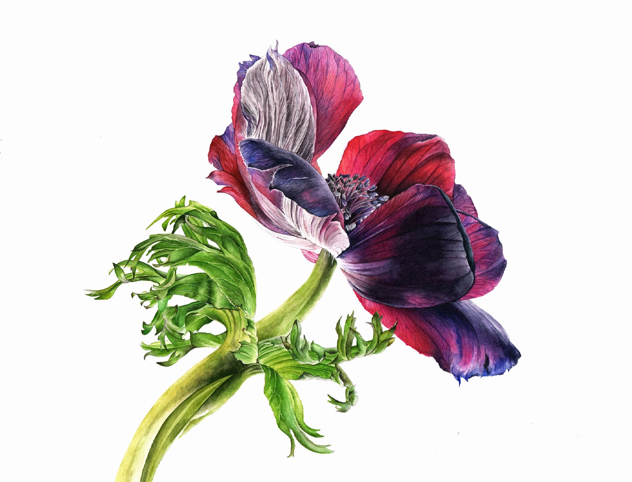 Helen Campbell Art | Gallery